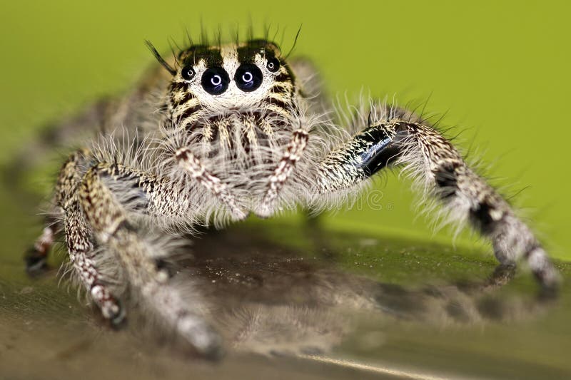 Springende Spinne (Nahaufnahme) Stockbild - Bild von spinne, james ...