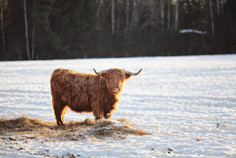 Haariger Ochse Im Wintersnow Stockfoto - Bild von farbe, mantel: 28556668