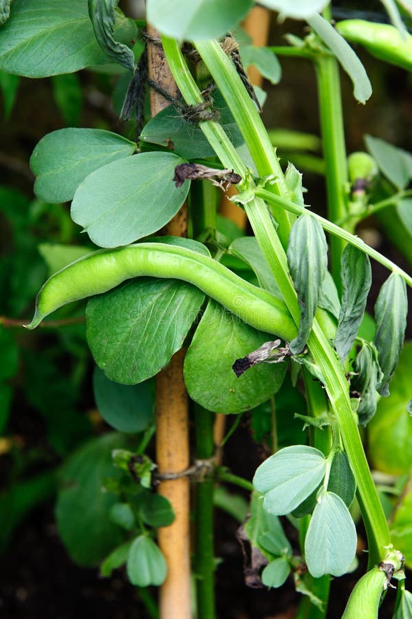 Semillas De La Haba - Variedad Roja De La Flor Faba De La Vicia Imagen ...