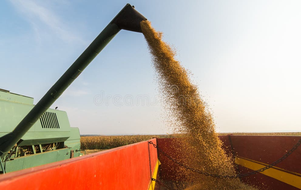 Haba de colada de la soja foto de archivo. Imagen de sunlight - 77648772