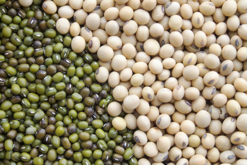 Haba De La Soja, Haba Roja, Haba Verde Imagen de archivo - Imagen de ...
