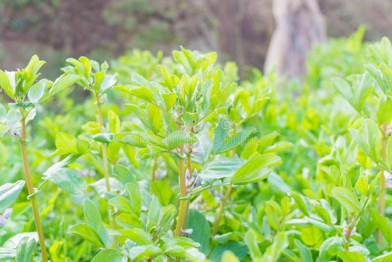 Haba de Lima imagen de archivo. Imagen de alimento, industria - 30566667