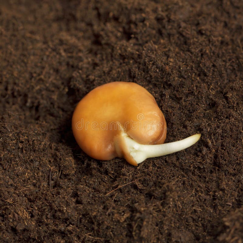 Haba grande. imagen de archivo. Imagen de cubo, suelo - 38151703