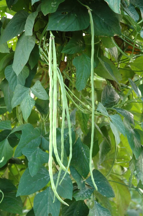 Haba larga fresca foto de archivo. Imagen de jardines - 16535366
