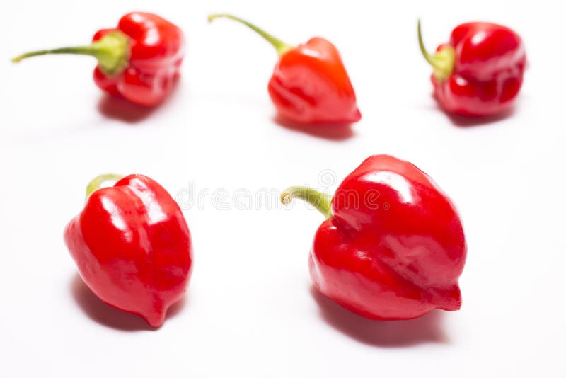Red Habanero chilli pepper stock photo. Image of fiery - 19327534
