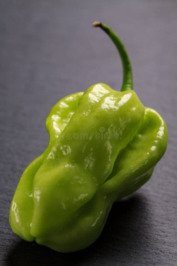 Habanero pepper stock photo. Image of healthy, green - 76517080