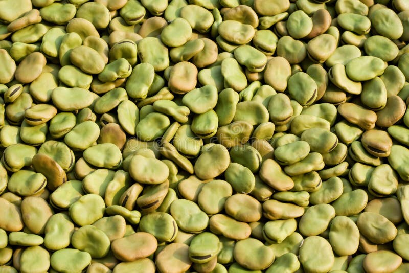 Habas imagen de archivo. Imagen de agricultura, verde - 15758369