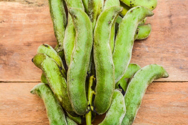 Haba En Fondo Aislado Blanco Imagen de archivo - Imagen de haba, blanco ...