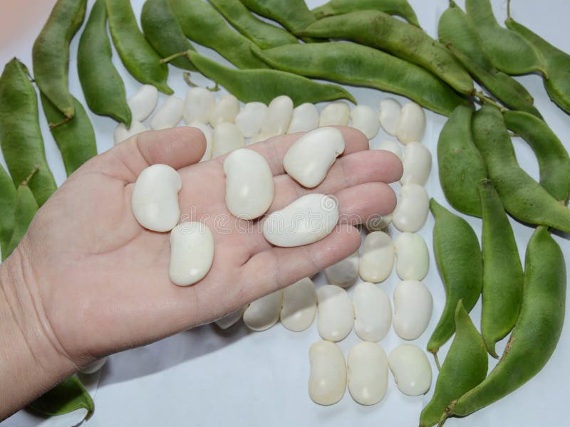 Habas blancas gigantes foto de archivo. Imagen de habas - 73868624