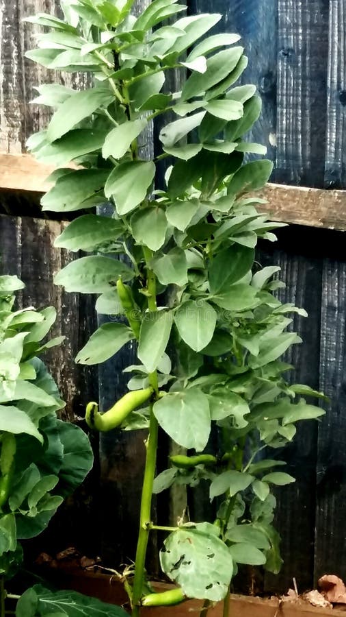 Habas En Una Planta De Haba Imagen de archivo - Imagen de haba, cerca ...