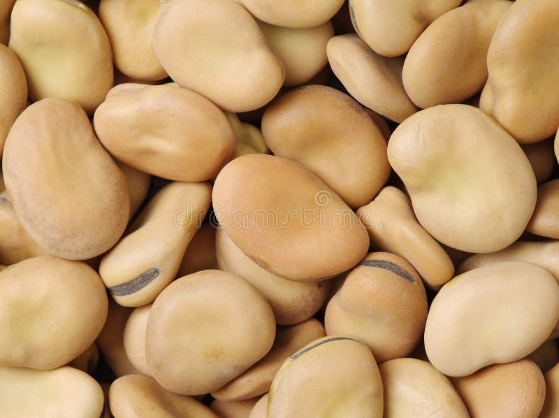 Habas, Faba de la Vicia imagen de archivo. Imagen de loza - 101313281