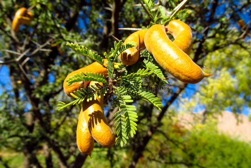 Habas en el árbol imagen de archivo. Imagen de manojo - 82294943
