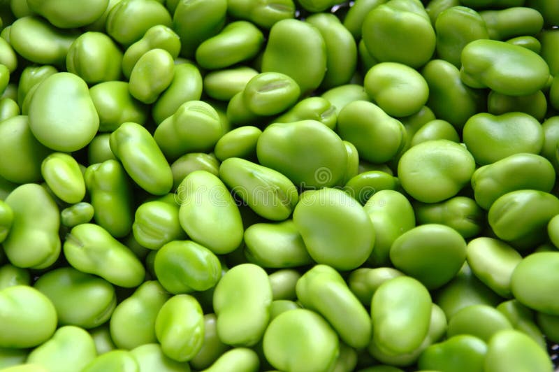 Habas verdes imagen de archivo. Imagen de fresco, recientemente - 16675083