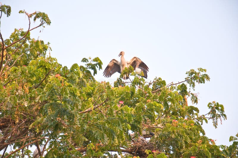 Habitat of Asian Openbill Storks Stock Image - Image of ecosystem, bird ...