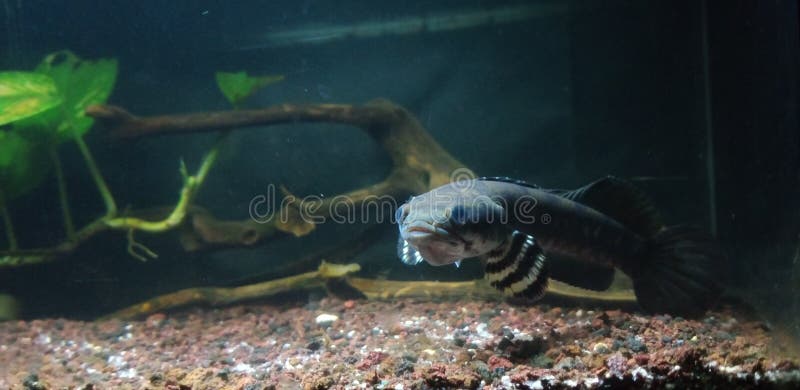 The Habitat of the Blue Pulchra Snakehead Fish is in Myanmar, Which is ...