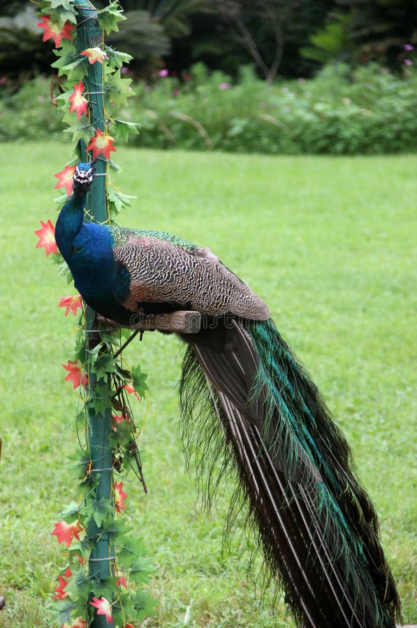 Habitat of the peacock stock photo. Image of splendid - 41273084