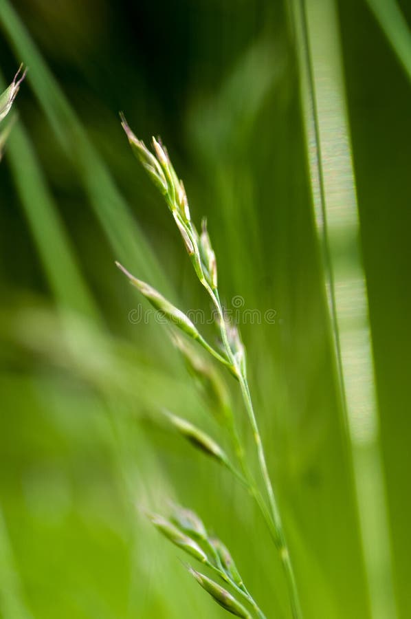 Habitat Portrait Fine Grasses Stock Image - Image of grasses ...