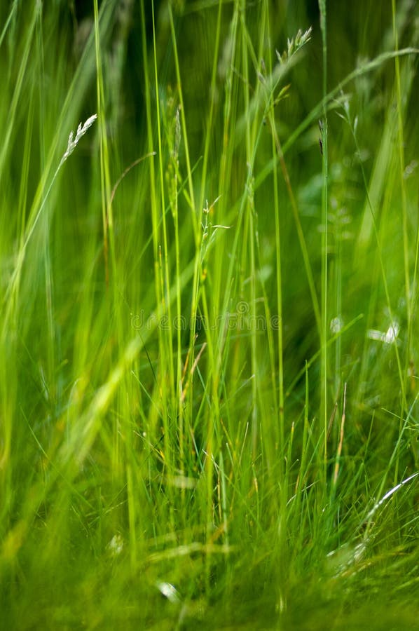 Habitat Portrait Fine Grasses Stock Image - Image of environment ...