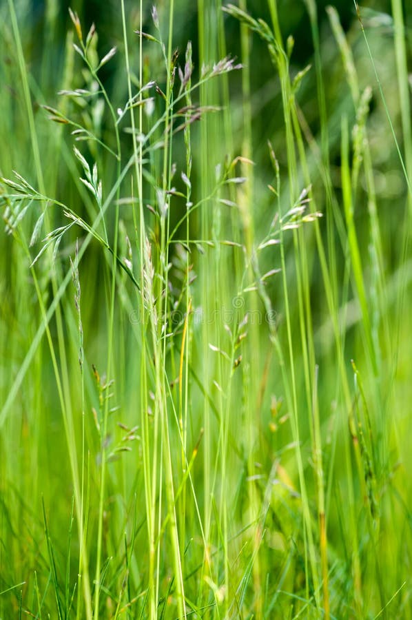 Habitat Portrait Fine Grasses Stock Image - Image of meadow, native ...