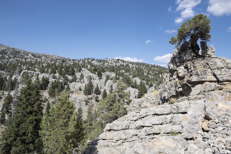 The Habitat of an Unusual Juniper Stock Image - Image of steep ...