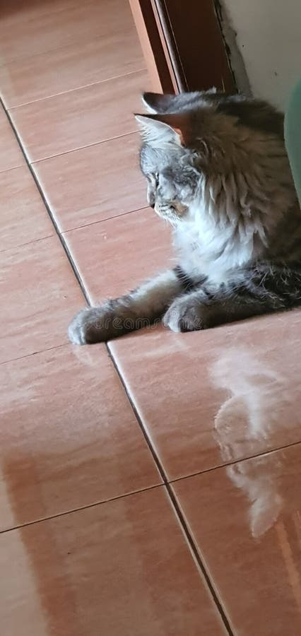 Hachi Persian Cat stock image. Image of nose, whiskers - 183491093