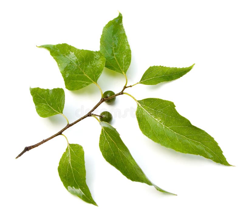 Hackberry stock photo. Image of white, green, shot, branch - 15386606