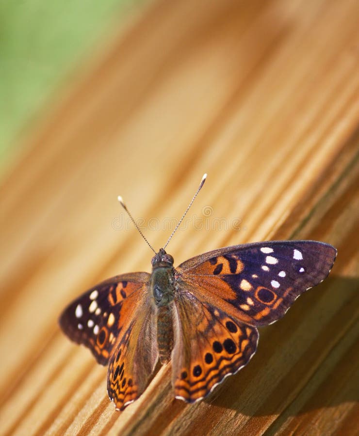 Hackberry Emperor Butterfly (Asterocampa Celtis) Stock Image - Image of ...