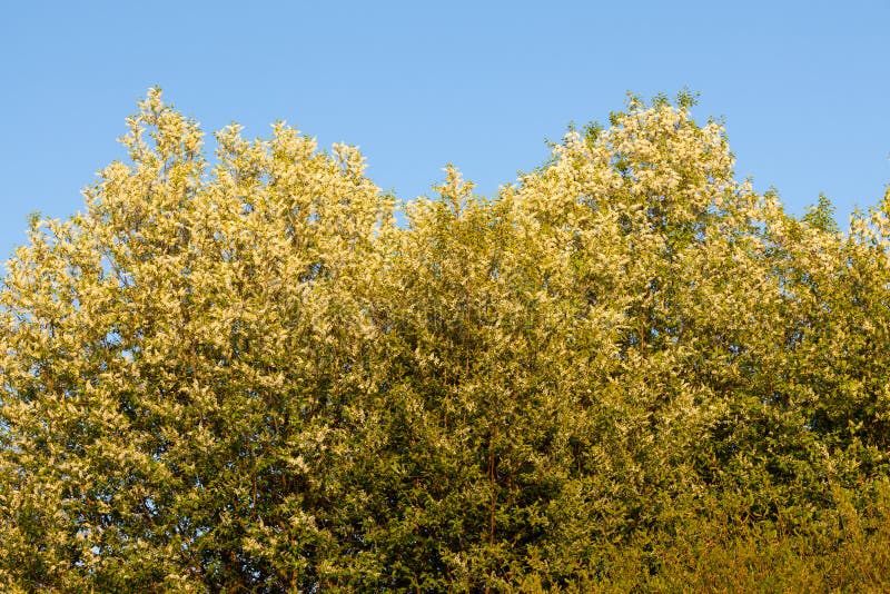 Hackberry tree flowers stock photo. Image of garden - 114255734
