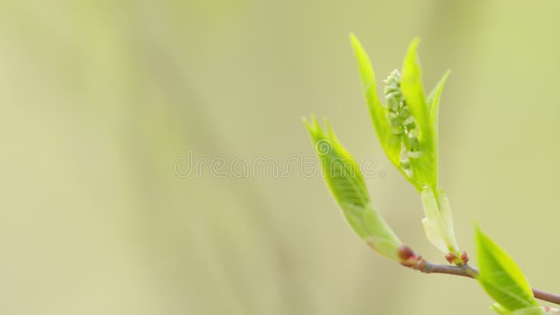 Hackberry. Spring Bird Cherry Tree Branches with Buds and Leaves ...
