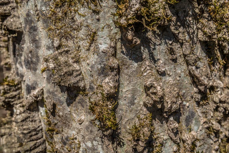 Common Hackberry Tree Stock Photos - Free & Royalty-Free Stock Photos ...