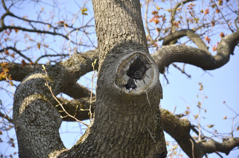 Hackberry Tree stock image. Image of brightly, springtime - 52732043