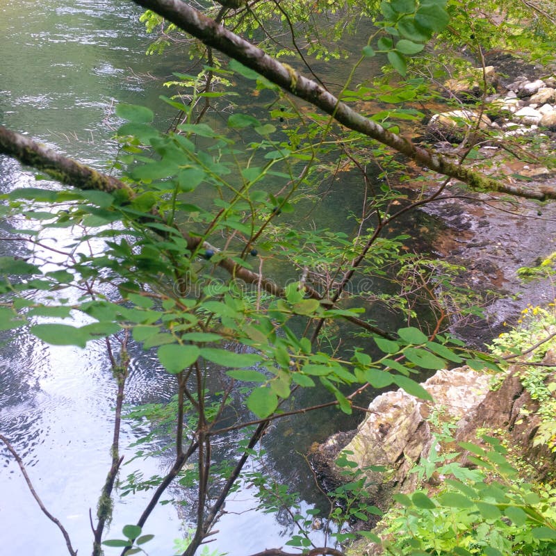 Hackberry Tree beside the River Stock Image - Image of hack, river ...