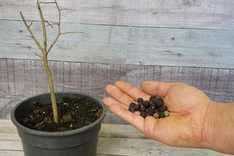 Hackberry Tree Sapling with Hand Holding Seeds Stock Image - Image of ...