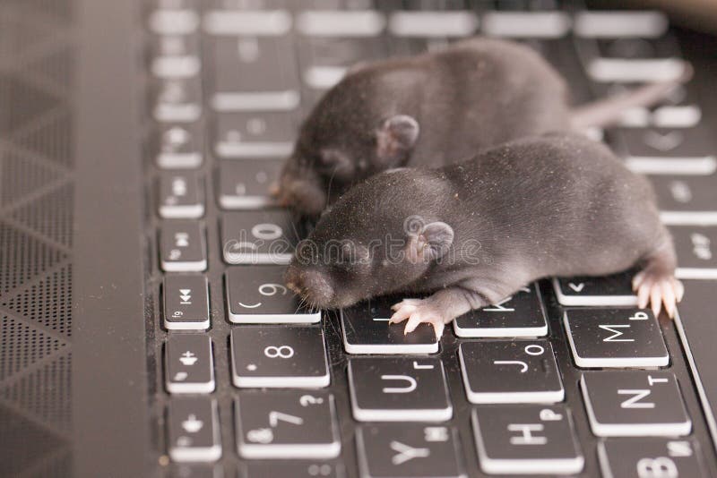 Hacker and Computer Hacking Concept. Little Dark Mice on Gadgets ...