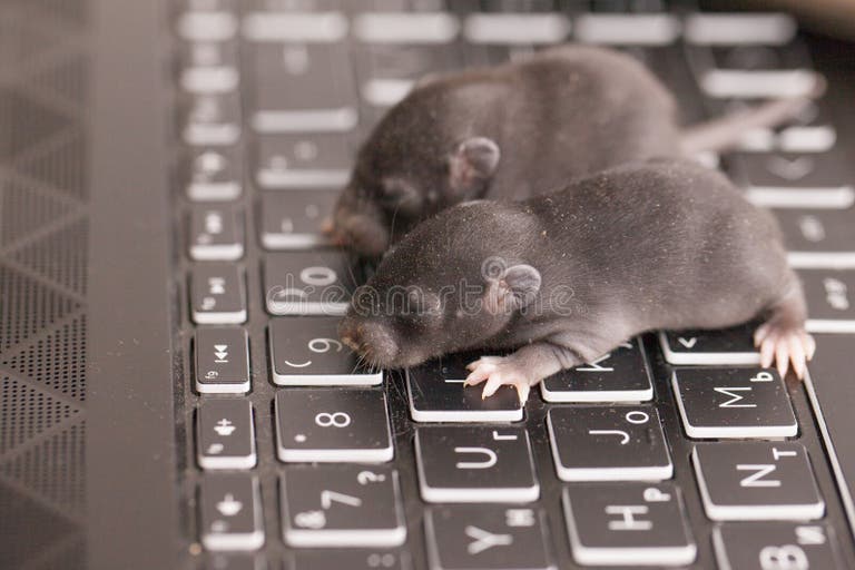 Hacker and Computer Hacking Concept. Little Dark Mice on Gadgets ...