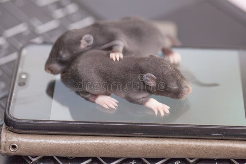 Hacker and Computer Hacking Concept. Little Dark Mice on Gadgets ...