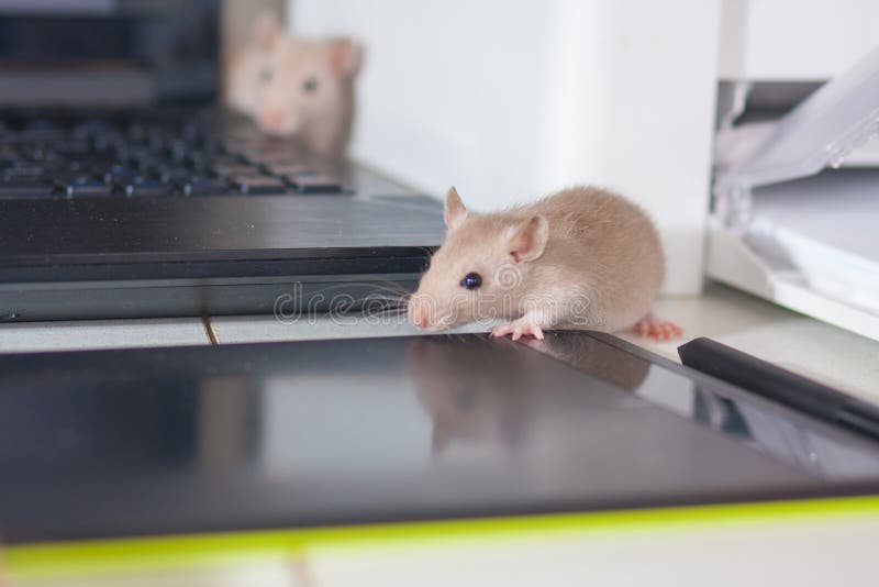Hacker Otak. Hacking the Computer System Stock Image - Image of chinese ...