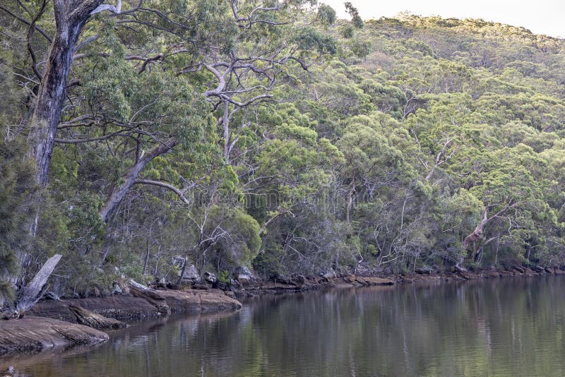 Hacking River, Royal National Park Stock Photo - Image of peaceful ...
