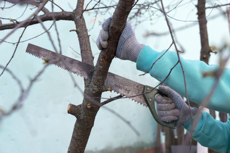 Saw a Hacksaw at the Cut Branch. Cutting a Tree Branch with a Ha Stock ...