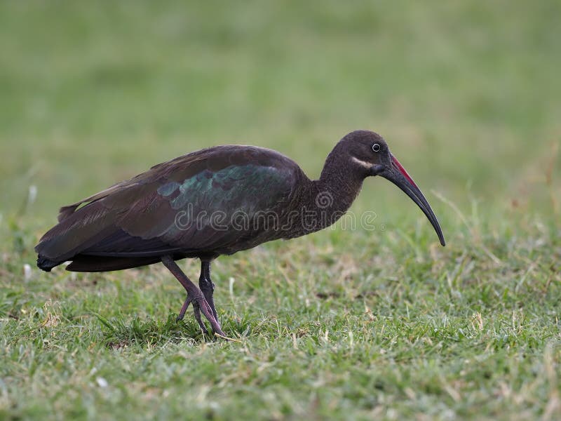 Hadaba Ibis, Bostrychia Hagedash Stock Photo - Image of nature, animal ...