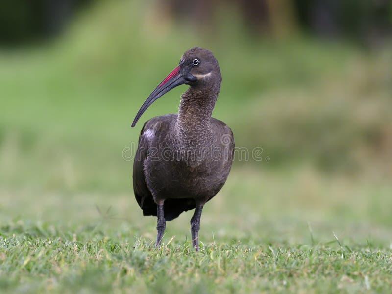 Hadaba Ibis, Bostrychia Hagedash Stock Photo - Image of wildlife ...