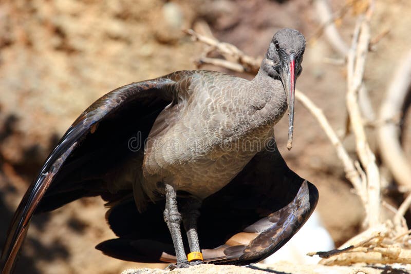 Hadada Ibis stock image. Image of bostrychia, wild, natural - 29287339