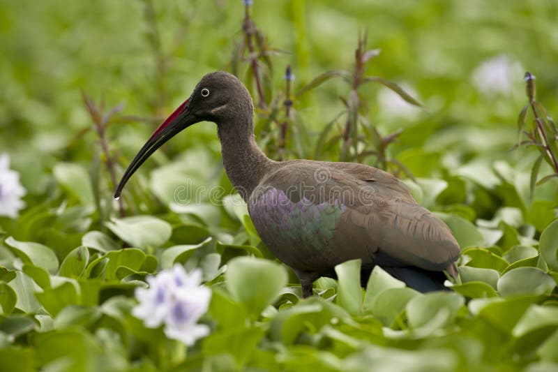 Hadada Ibis, Bostrychia Hagedash, Bird With Long Bill Sitting On The ...