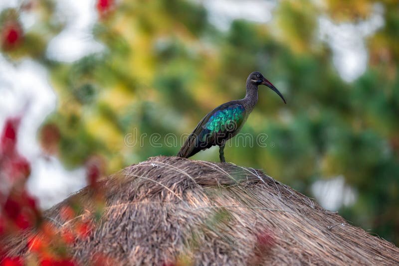 Hadada Ibis Uganda stock photo. Image of bird, green - 290420288