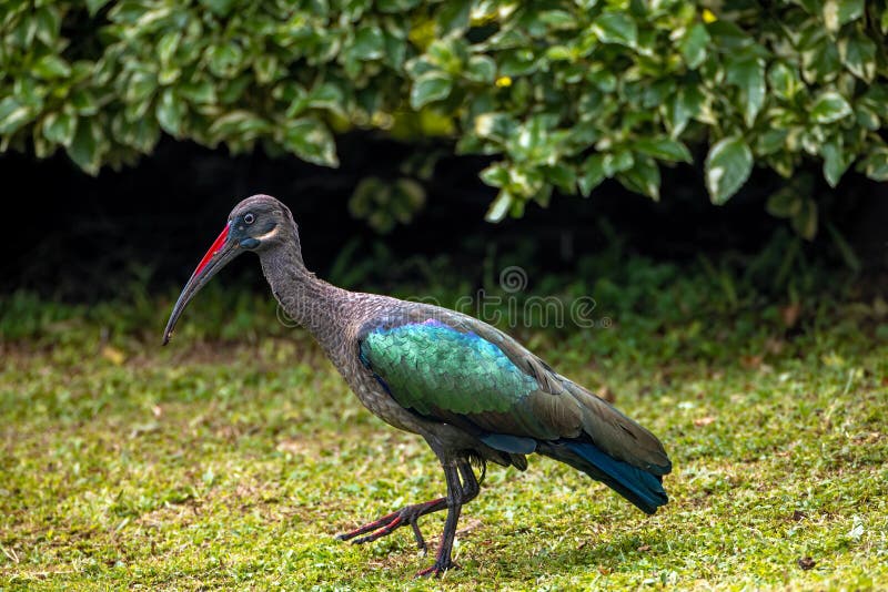 Basal Parrot Stock Photos - Free & Royalty-Free Stock Photos from ...