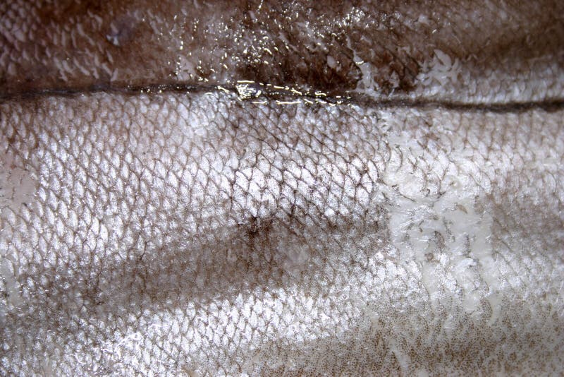 Haddock stock photo. Image of abstract, skin, fish, healthy - 8381156