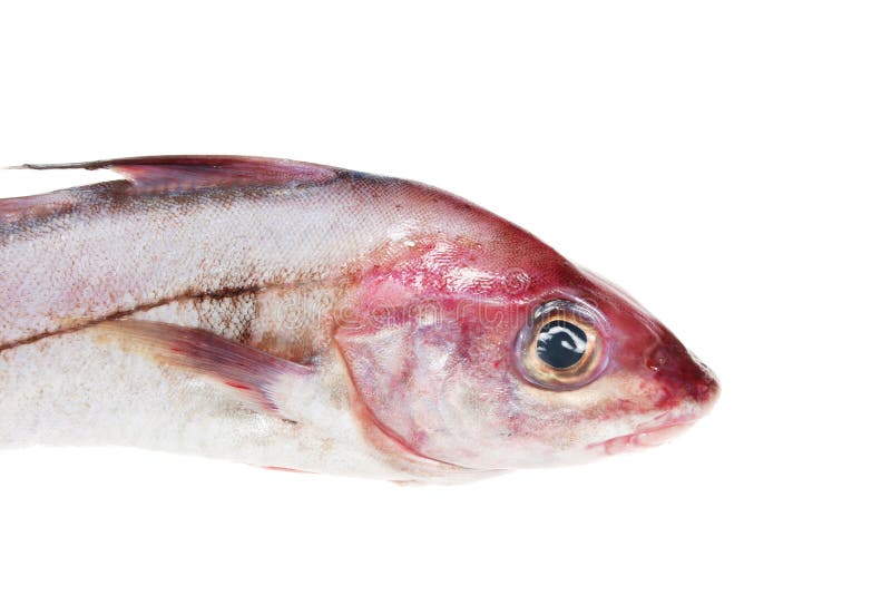 Haddock head stock photo. Image of face, head, mouth, gill - 6939276