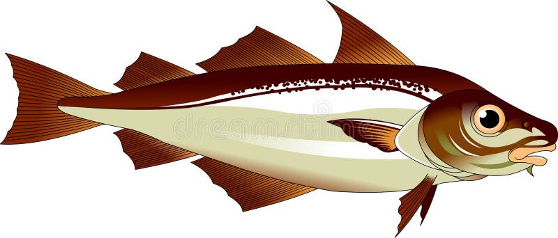 Haddock stock vector. Illustration of atlantic, pollock - 31164777