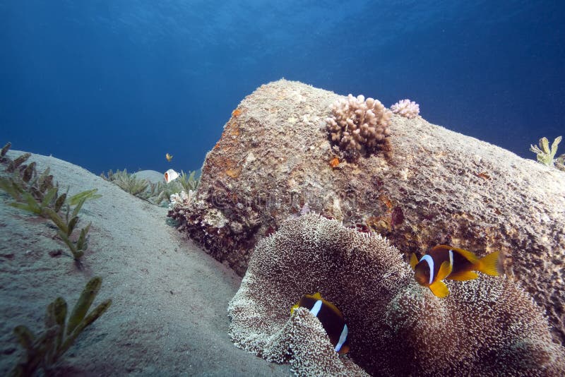 Haddon S Anemone and Anemonefish Stock Photo - Image of aqua, submerged ...