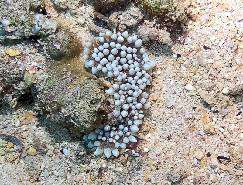 A Haddons Anemone Stichodactyla Haddoni in the Red Sea Stock Photo ...